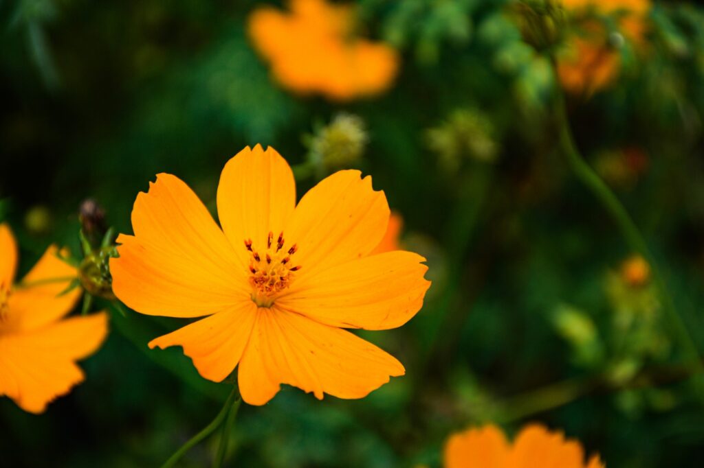 The Enchanting Beauty of Cosmos Flower Pictures: A Visual Feast for the ...