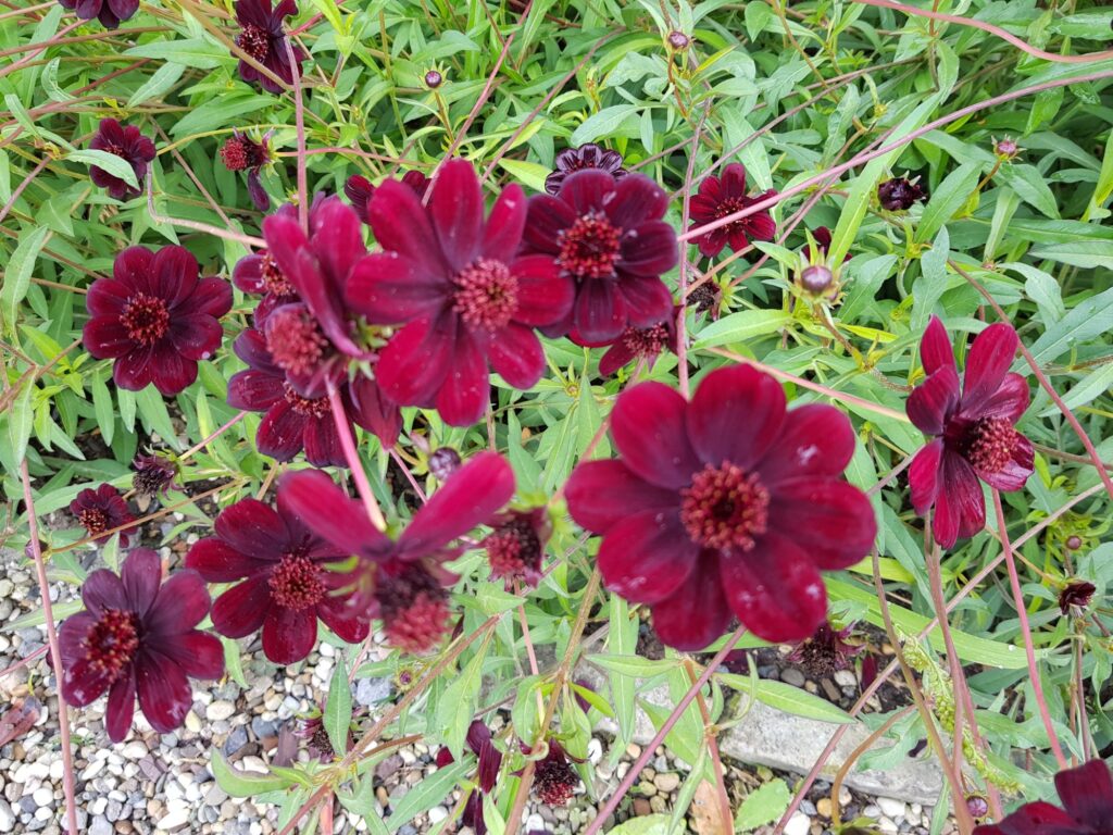 Cosmos Flower Types - Life is Better in the Garden