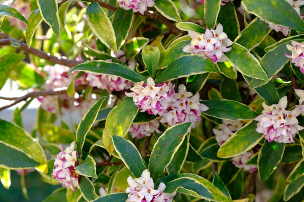 Winter Daphne Care - Life is Better in the Garden